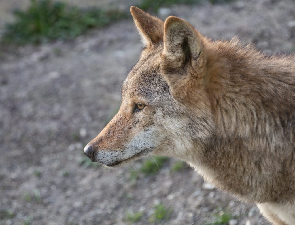 Top 9 Goat Predators In The United States - Goat Journal